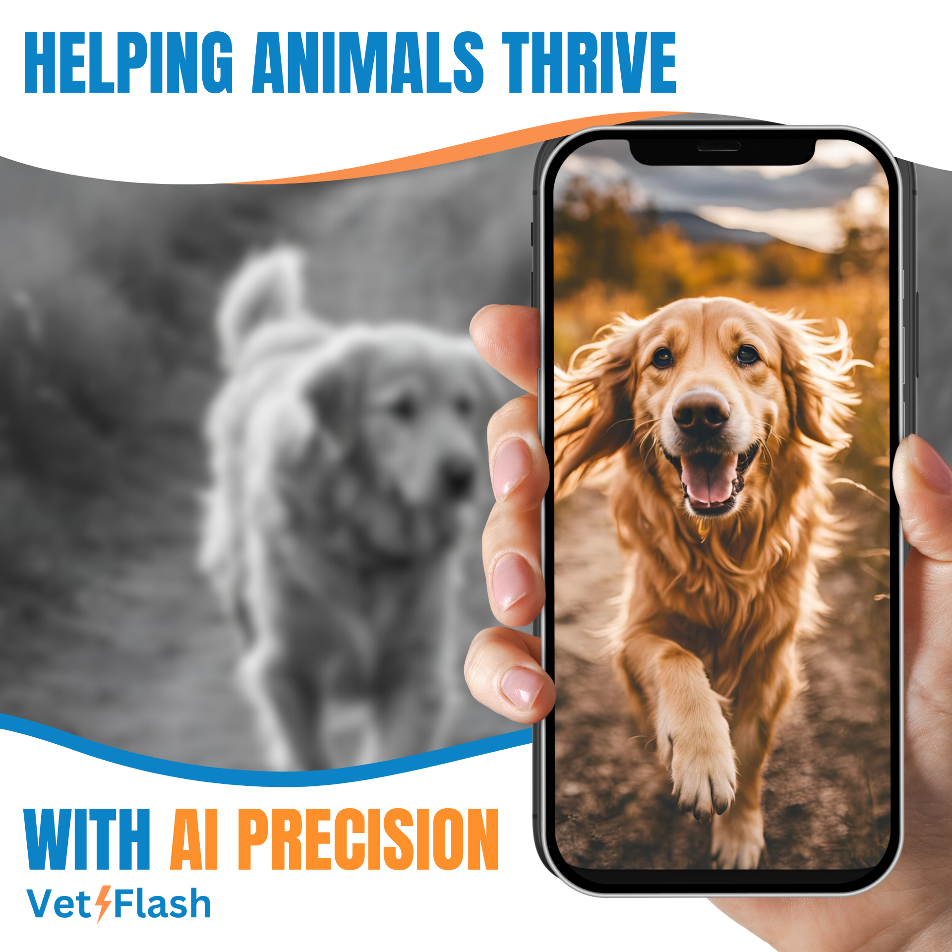Introducing VetFlash - A New Era in Veterinary Technology
